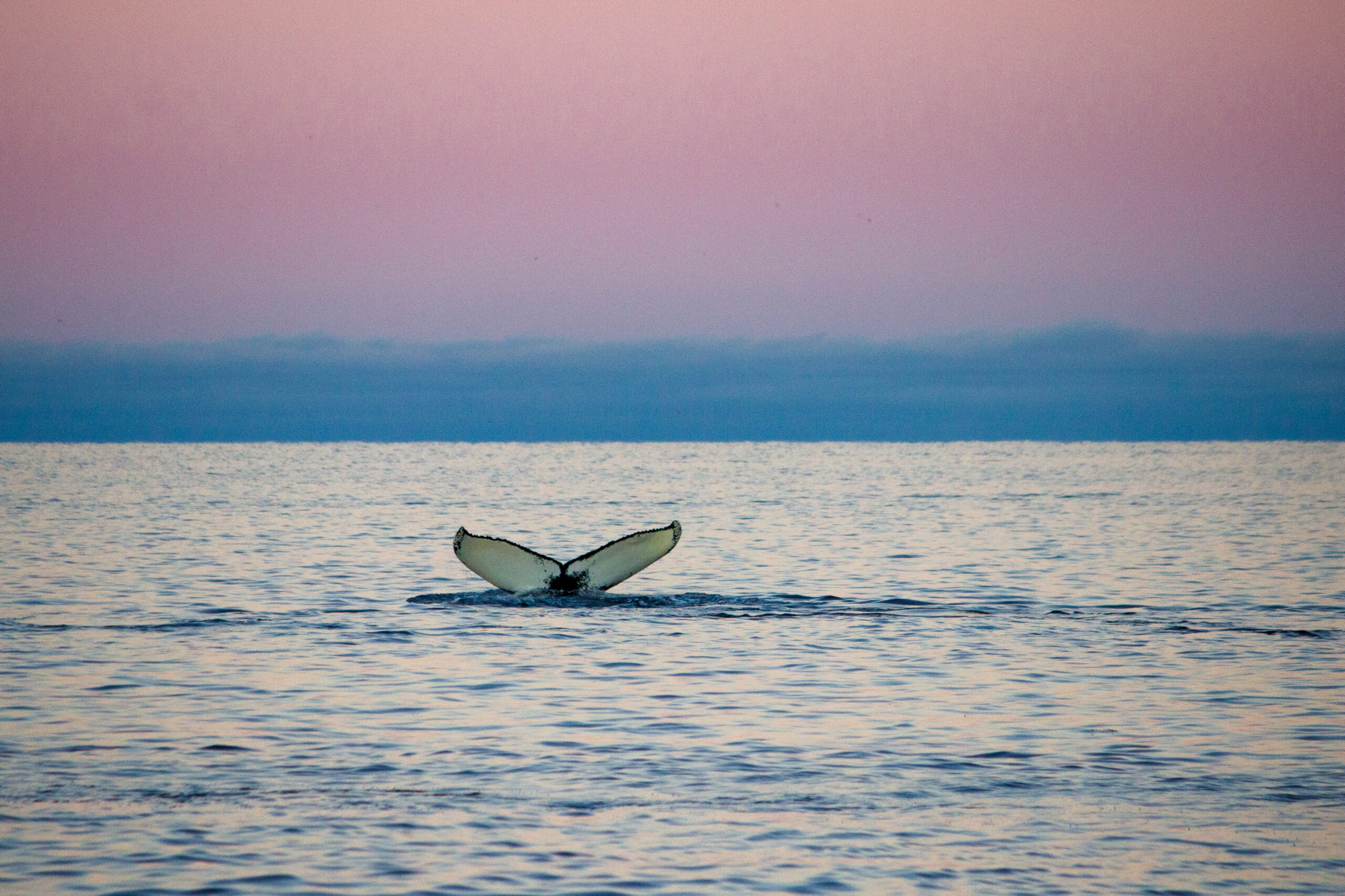 Whales in Northern Norway: Why orcas and humpbacks visit Tromsø - Rødne ...